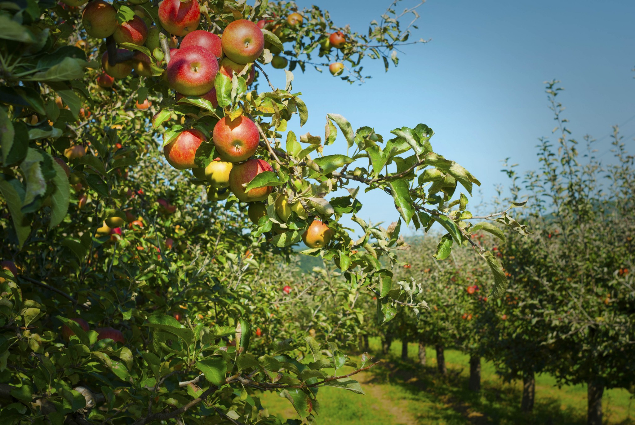 Zeeuwse Fruitteeltdag - Zeelandhallen